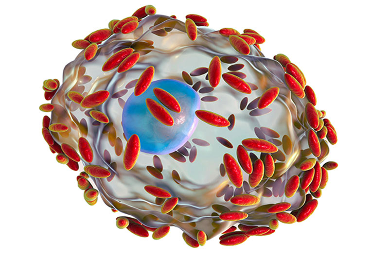 Що е вагинална микробиота, еубиоза и дисбиоза | h-biota.com