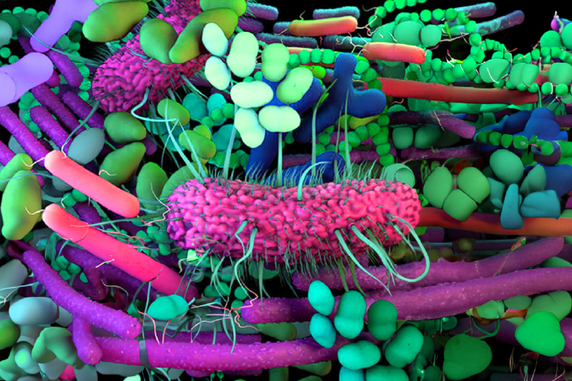 Ползи от пробиотиците | h-biota.com