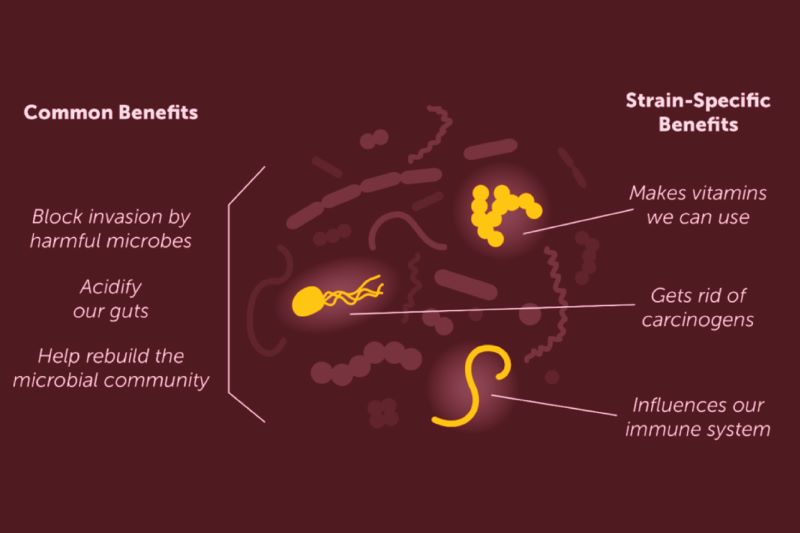 Щамово-специфични ефекти на пробиотиците? | h-biota.com